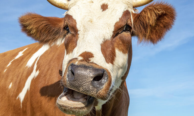 CMN Extension to Develop Fact Sheets and Website Focused on Traditional ...